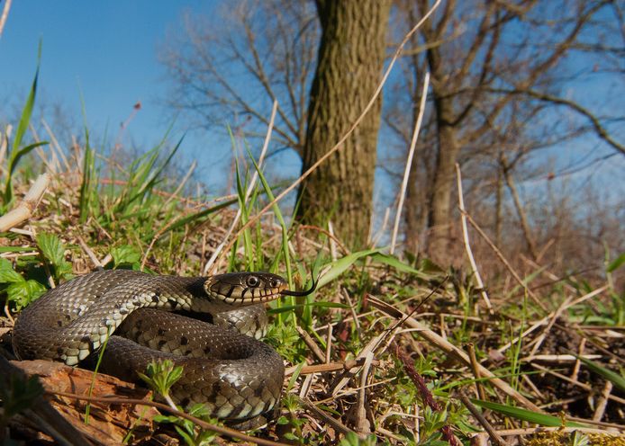 Zorgen over toename ringslangen in de Krimpenerwaard: ‘Ik vind het enge ...