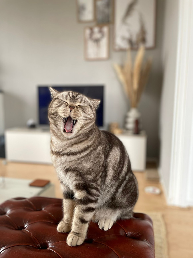 Dit zijn jullie inzendingen van de leukste katten op Wereldkattendag 2023 | Foto | AD.nl