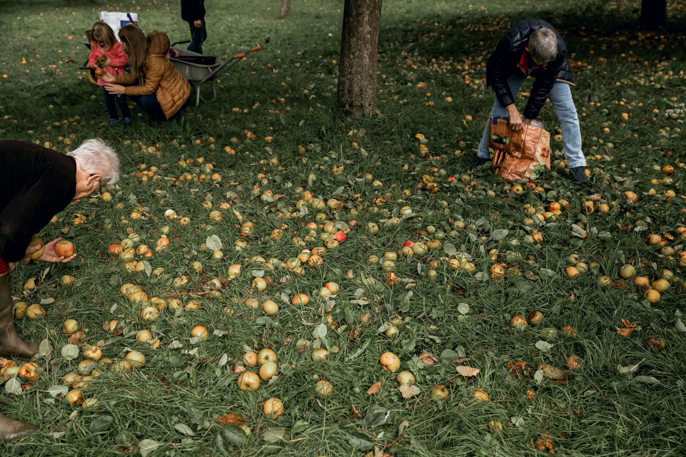 Honderden mensen rapen tonnen appels aan Alden Biesen: “Sommige soorten ...