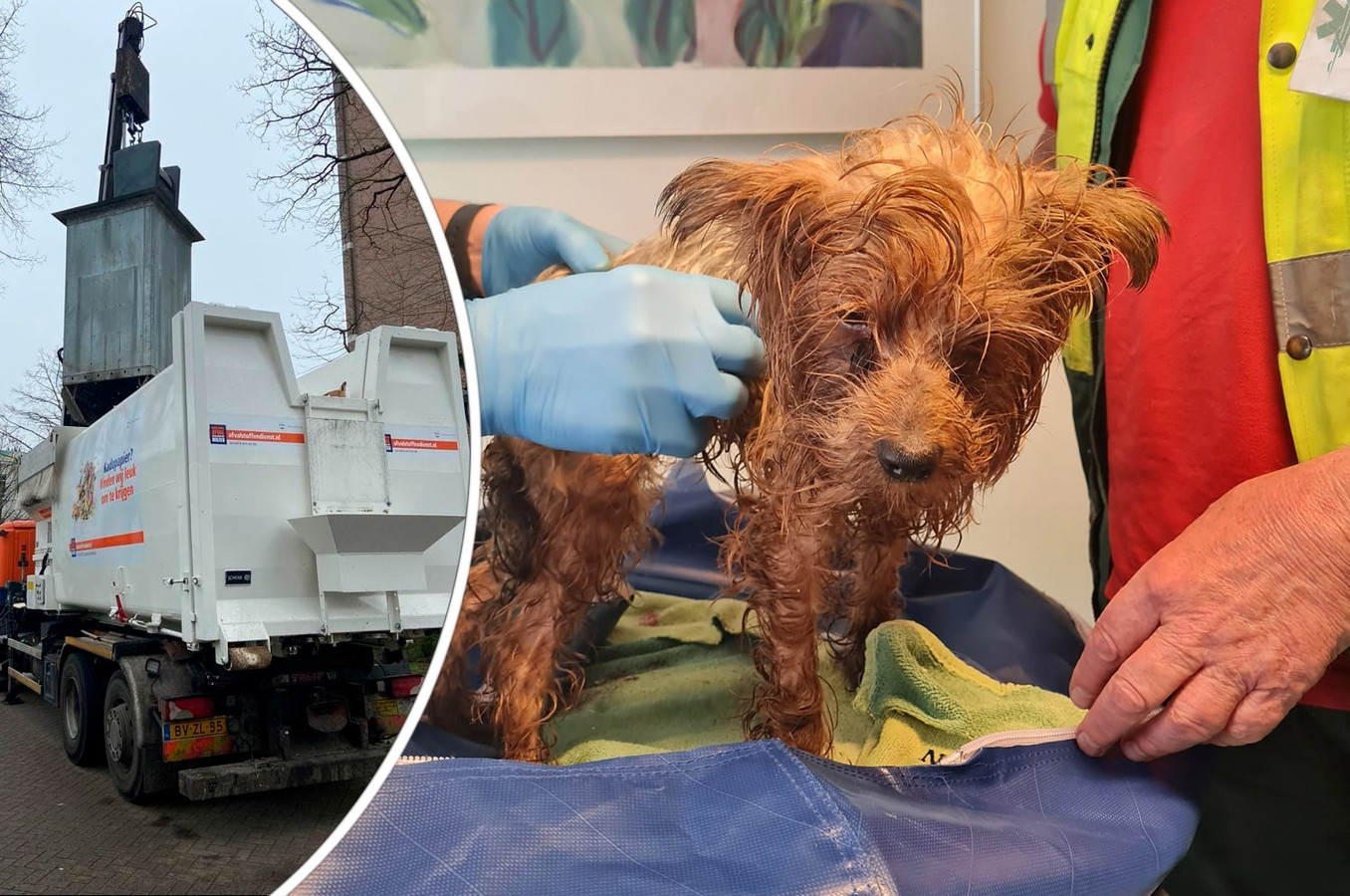 Boy redde hondje uit vuilniswagen en zag ongekende paniek: ‘Ik wil hem nu graag houden’ | Foto ...