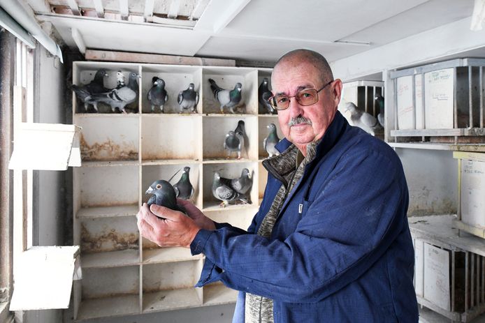 Rams is dol op zijn duiven | Dongen | bndestem.nl