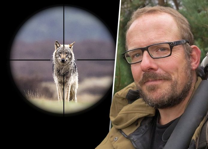 Expert: ‘Als je nu wolven afschiet, worden de problemen alleen maar ...