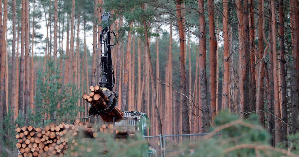 Tesla mag bos kappen voor nieuwe fabriek bij Berlijn | Mobiliteit | hln.be