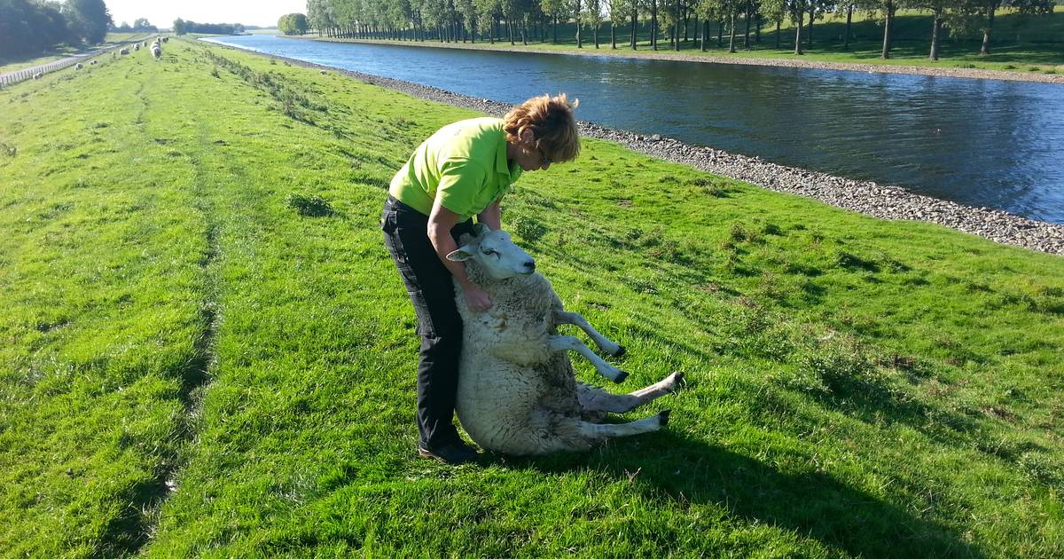 Schaap op zijn kop? Zet 'm rechtop! | Groene Hart | AD.nl