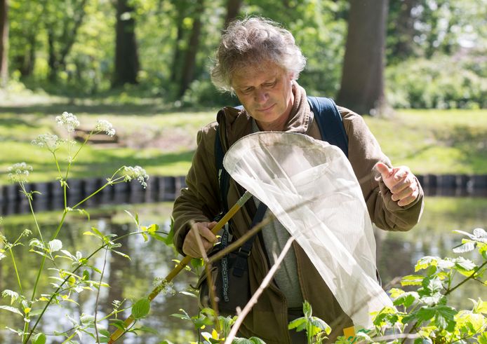Zeldzame knautiabij in Wemeldinge bij toeval ontdekt; ‘Het is een ...