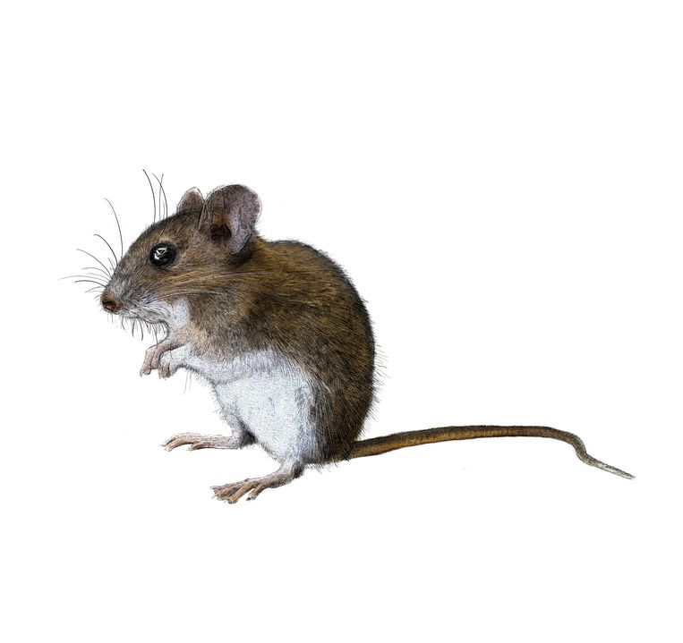 De geruisloze, maar onmiskenbare opmars van de grote bosmuis