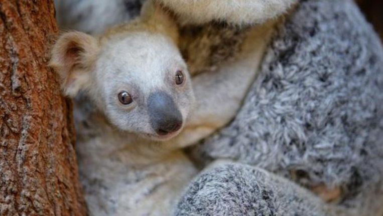 Zeldzame witte koala geboren in Australische zoo | De Morgen