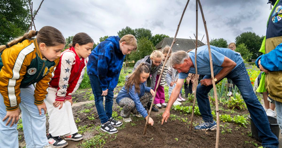 Bemmels schooltuinproject krijgt landelijke bekendheid: ‘Tuinieren in ...