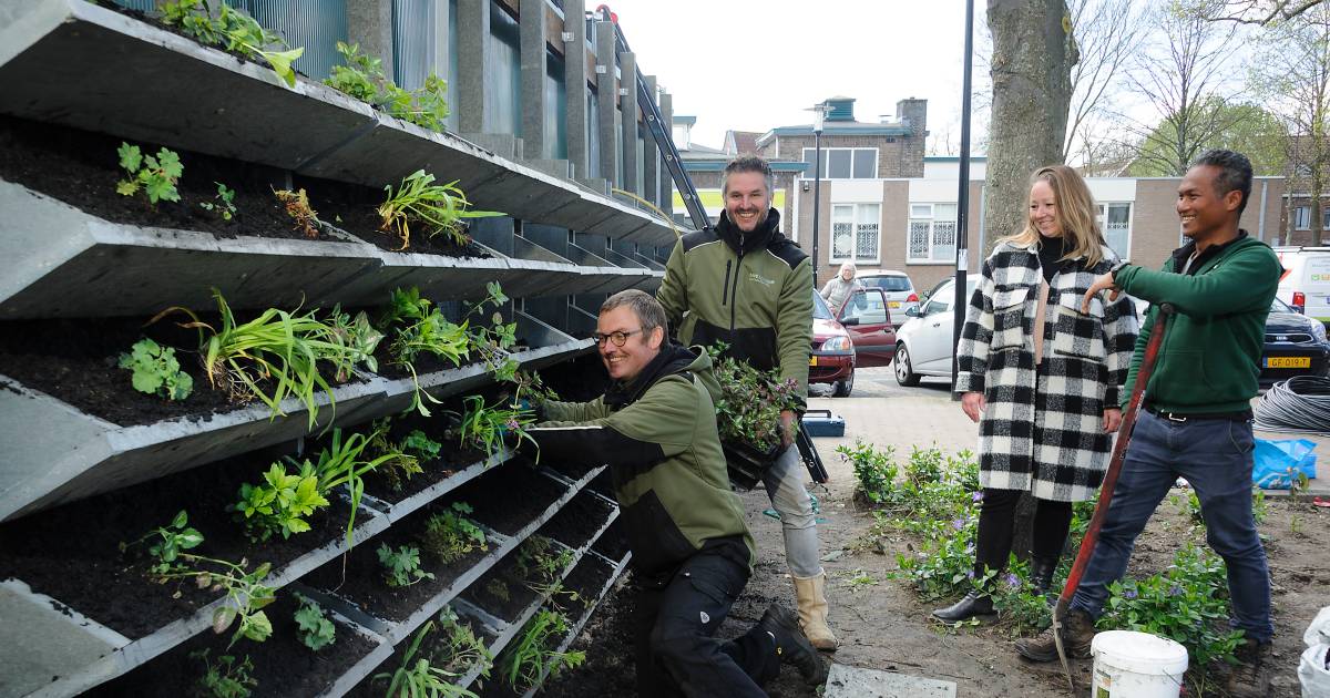 Vogelbuurt fleurt op met groene wand: ‘Mensen kunnen op de open plekken ...