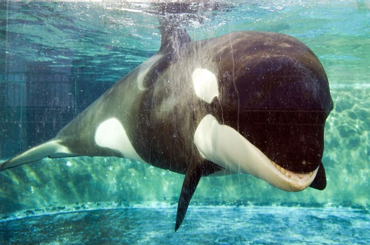 Wetenschappers laten orka "hallo" en "een, twee, drie" zeggen