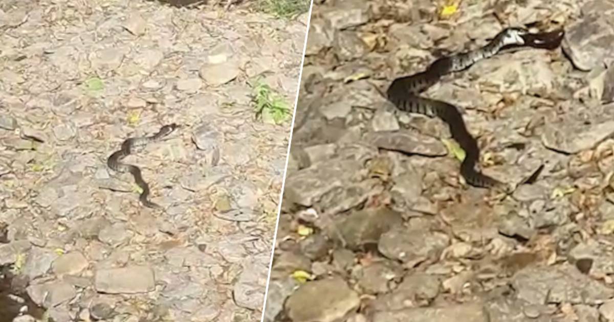 Un serpent avale un poisson entier en Ardenne | Insolite | 7sur7.be