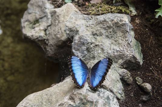 Zoo opent Wintertuin met 50 vlindersoorten | Antwerpen | hln.be