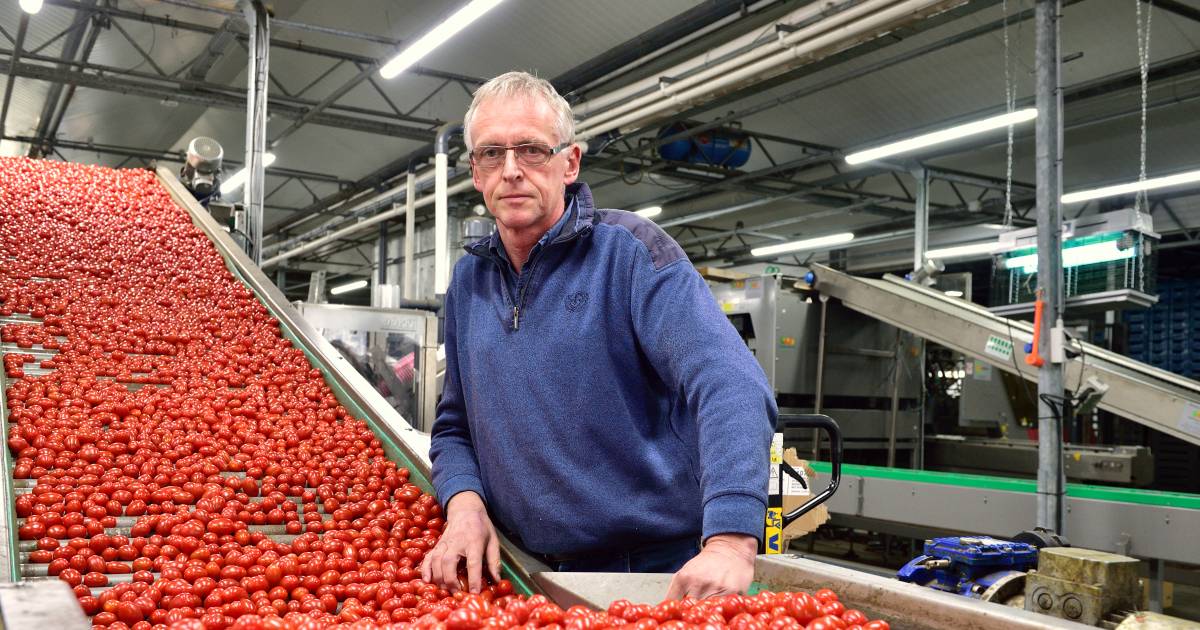 Kweker Wim haalt tomaten uit buitenland om niet failliet te gaan, maar ...