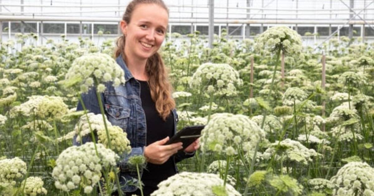 Rijk Zwaan groeit met groentezaden naar omzet half miljard euro ...