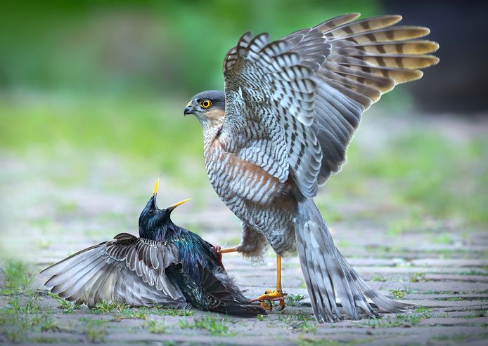 Eetlustige sperwer uit Leerdam goed voor fotoprijs: ‘Gewonnen uit 5000 foto's, dus een hele eer ...