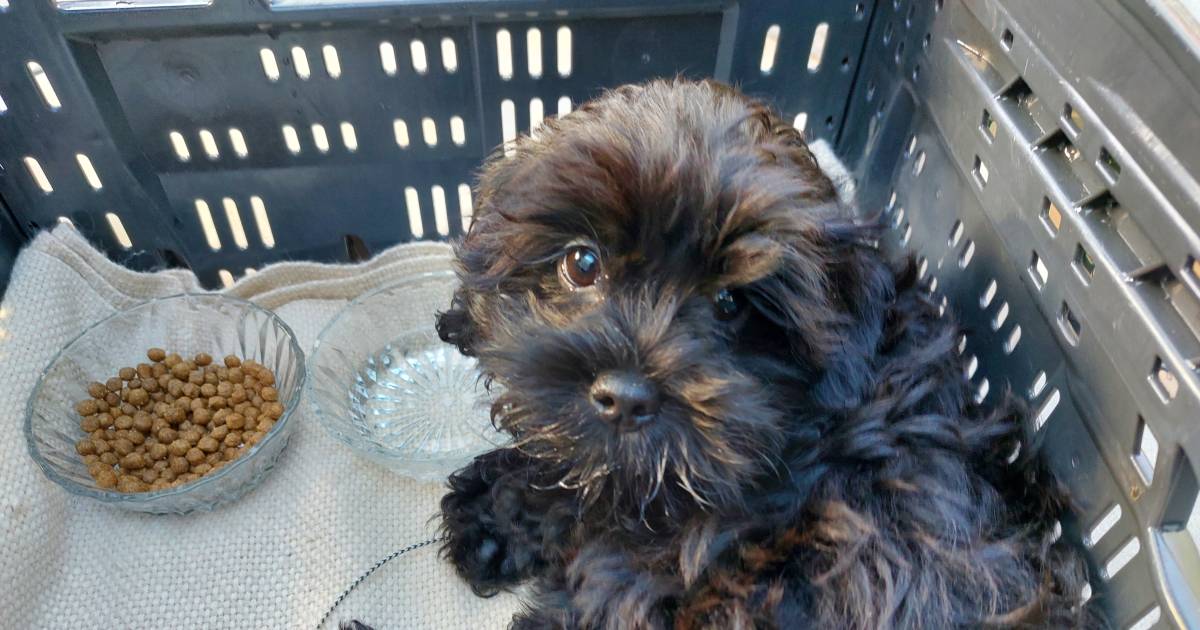 Thé de Pruus zingt luidkeels mee: Hätt’ ich’n Hund, hätt’ ich’n Grund ...