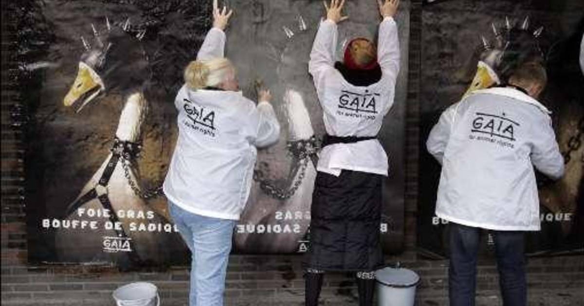 Burgemeester Aarlen laat GAIA-protest toch toe | Binnenland | hln.be