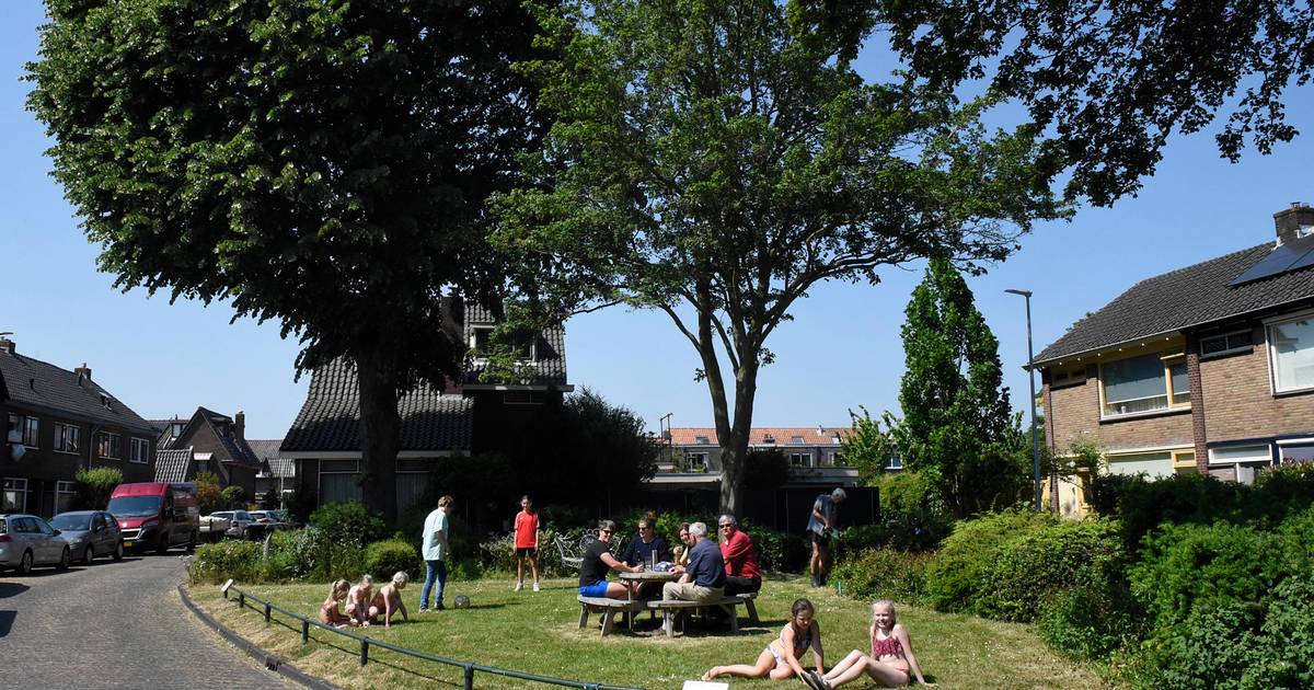 Dertig bomen in deze straat worden gekapt voor nieuw riool: ‘Ik baal ...
