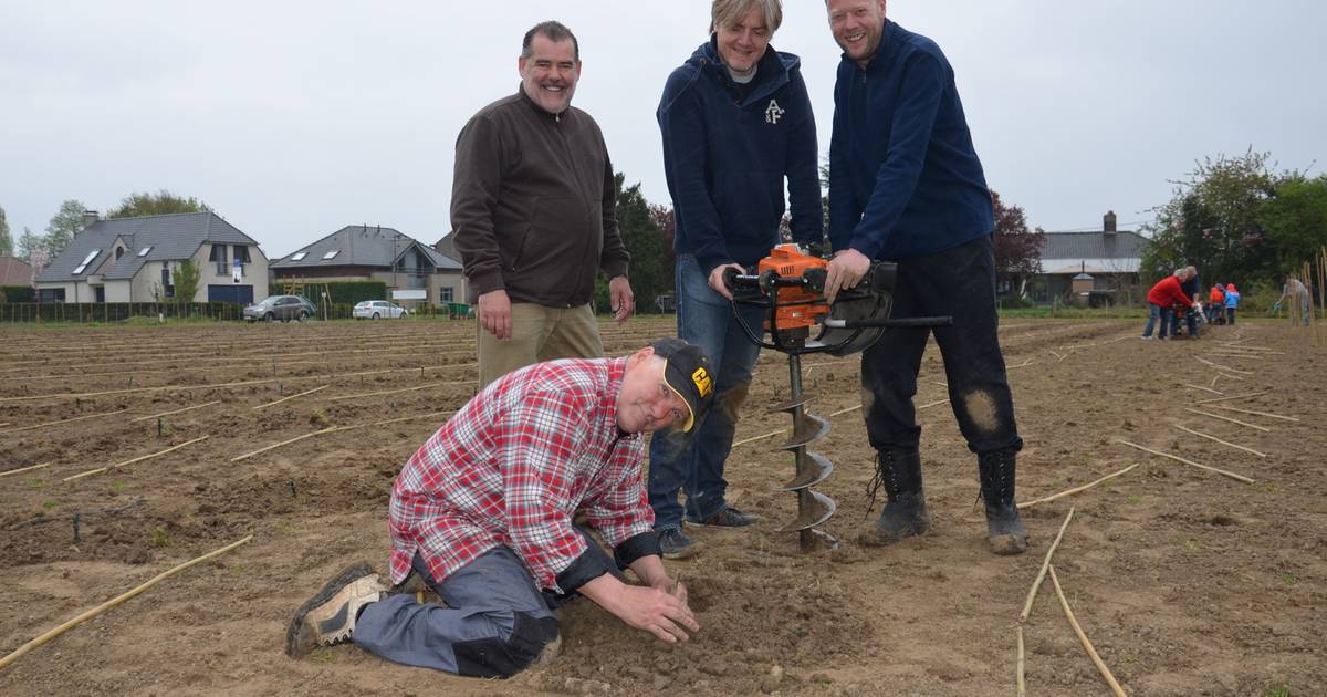 Eerste vijfhonderd ranken van Meetjeslandse wijn geplant | Evergem | hln.be