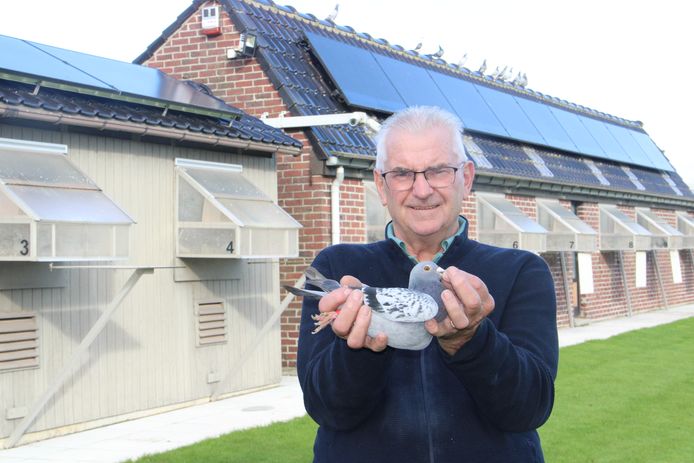 Joël Verschoot (67) verkocht in 2019 nog duif Armando voor 1,2 miljoen ...