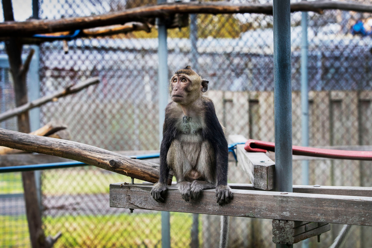 Iedereen wil er vanaf, maar bij de zoektocht naar het coronavaccin ...