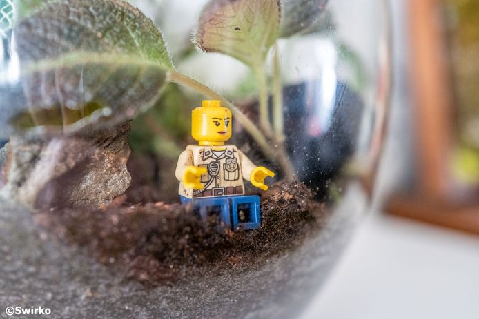 Aalsterse start met ‘Terrariums by Evi’: “Je moet de plantjes bijna ...