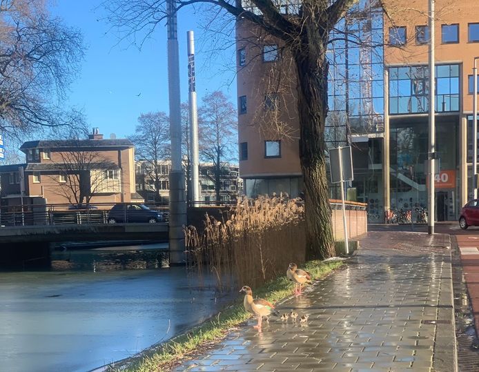 Nijlganzenpaar paradeert met jonkies door winterse stad: ‘Niet ...