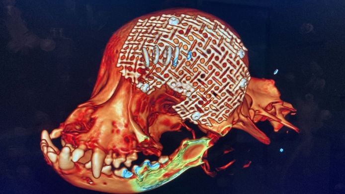 Dierenkliniek in Hasselt redt hondje door operatie met schedelprothese ...