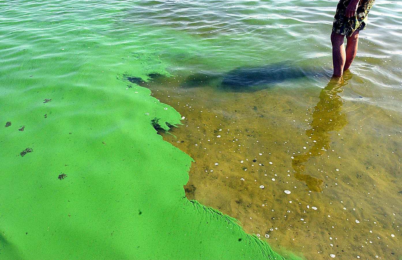 Waterschap en gemeente ontdekken blauwalg in De Groote Wielen in ...