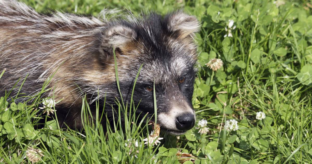 Zeldzame wasbeerhond gespot in West-Vlaanderen | Dieren | hln.be