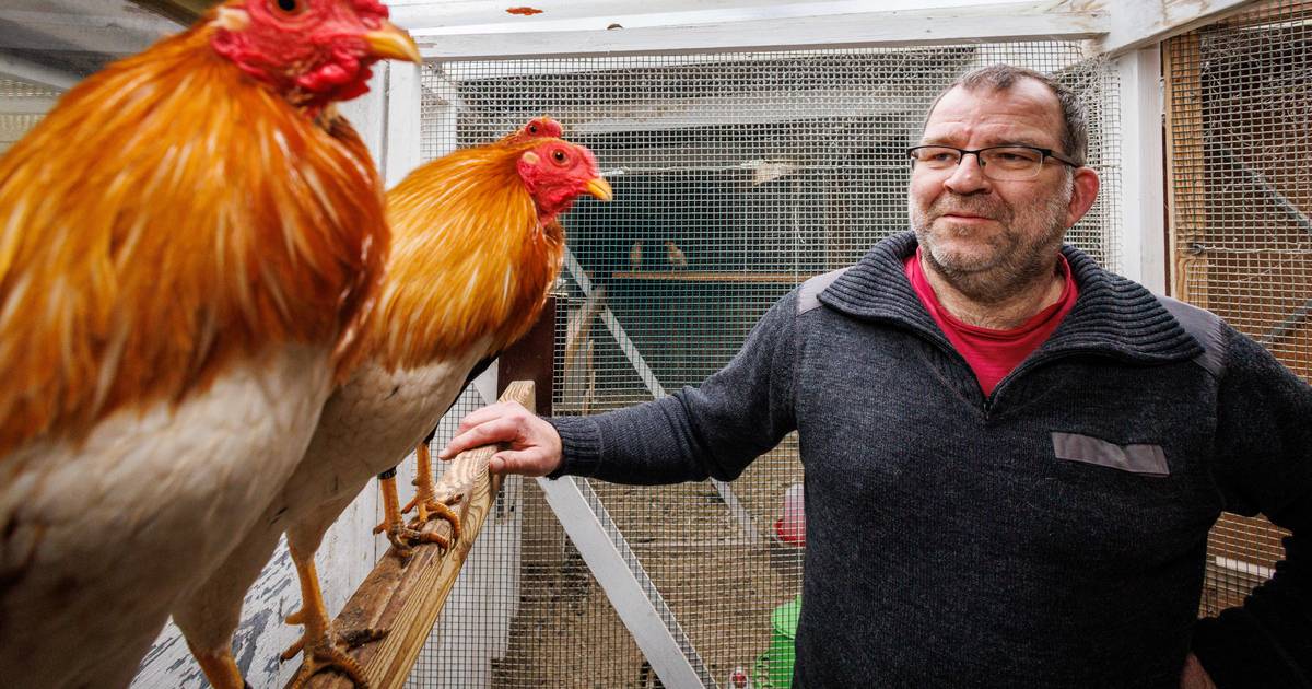 Kippenras Twentse kriel steeds zeldzamer, maar hobbyfokker Robert houdt hoop: ‘Vroeger had ik ...