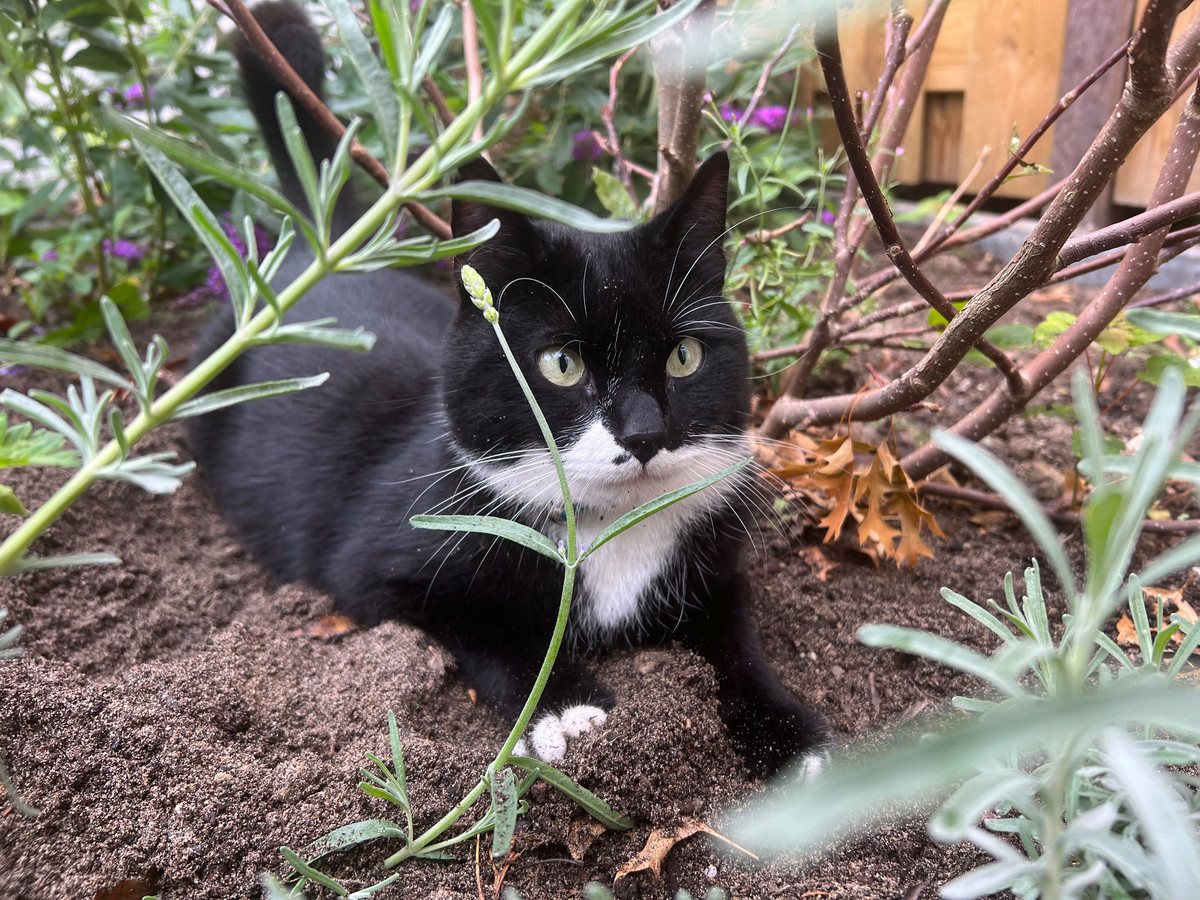 Dit zijn jullie inzendingen van de leukste katten op Wereldkattendag 2023 | Foto | AD.nl