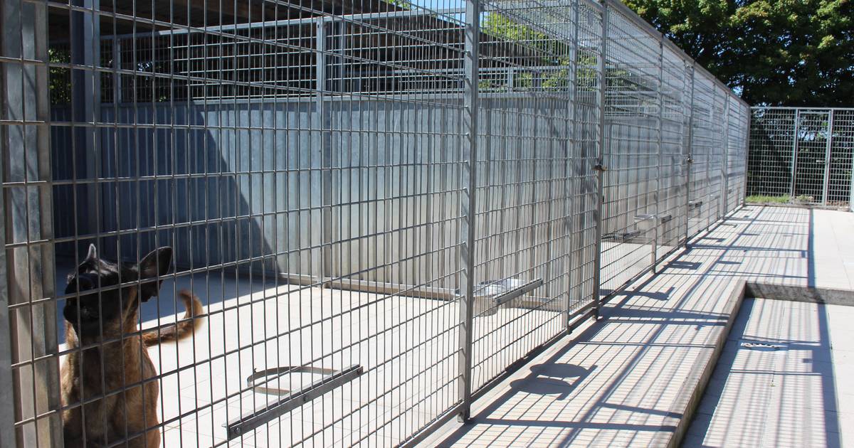 Verdwijnt dierenasiel uit Knokke-Heist? Burgemeester vraagt geduld: “We ... Verdwijnt dierenasiel uit Knokke-Heist? Burgemeester vraagt geduld: “We ...