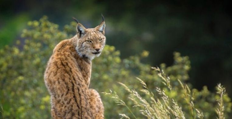 Dít wilde dier keert volgens experts terug naar Nederland | Libelle
