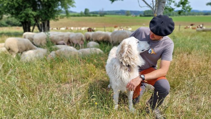 Franse schaapherders hebben een antwoord op de wolf: de patou ...