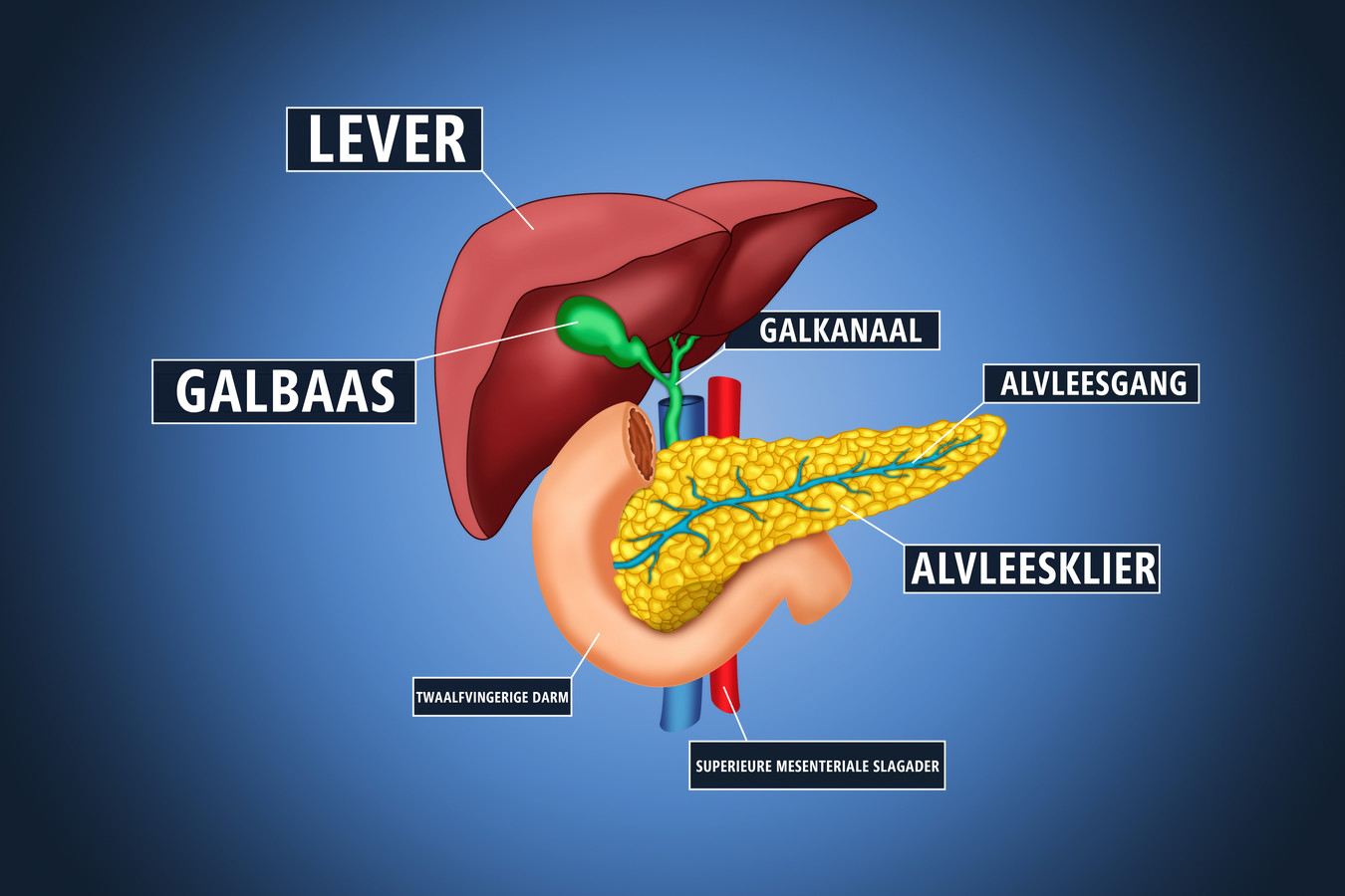 Hoop voor mensen met dodelijkste vorm van kanker: dankzij vaccin komt ...
