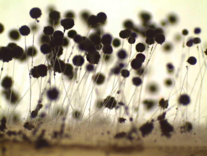 We zien ze vrijwel nooit, maar ze zitten overal: deze schimmels kunnen ...