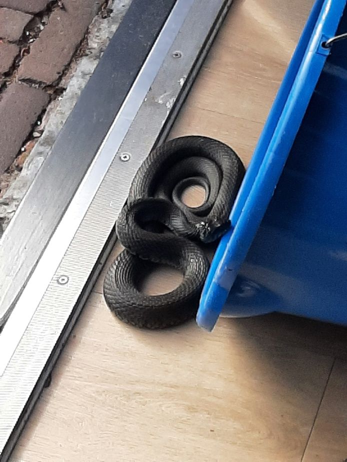 Dineke kreeg schrik van haar leven toen ze grote slang in de woonkamer ...