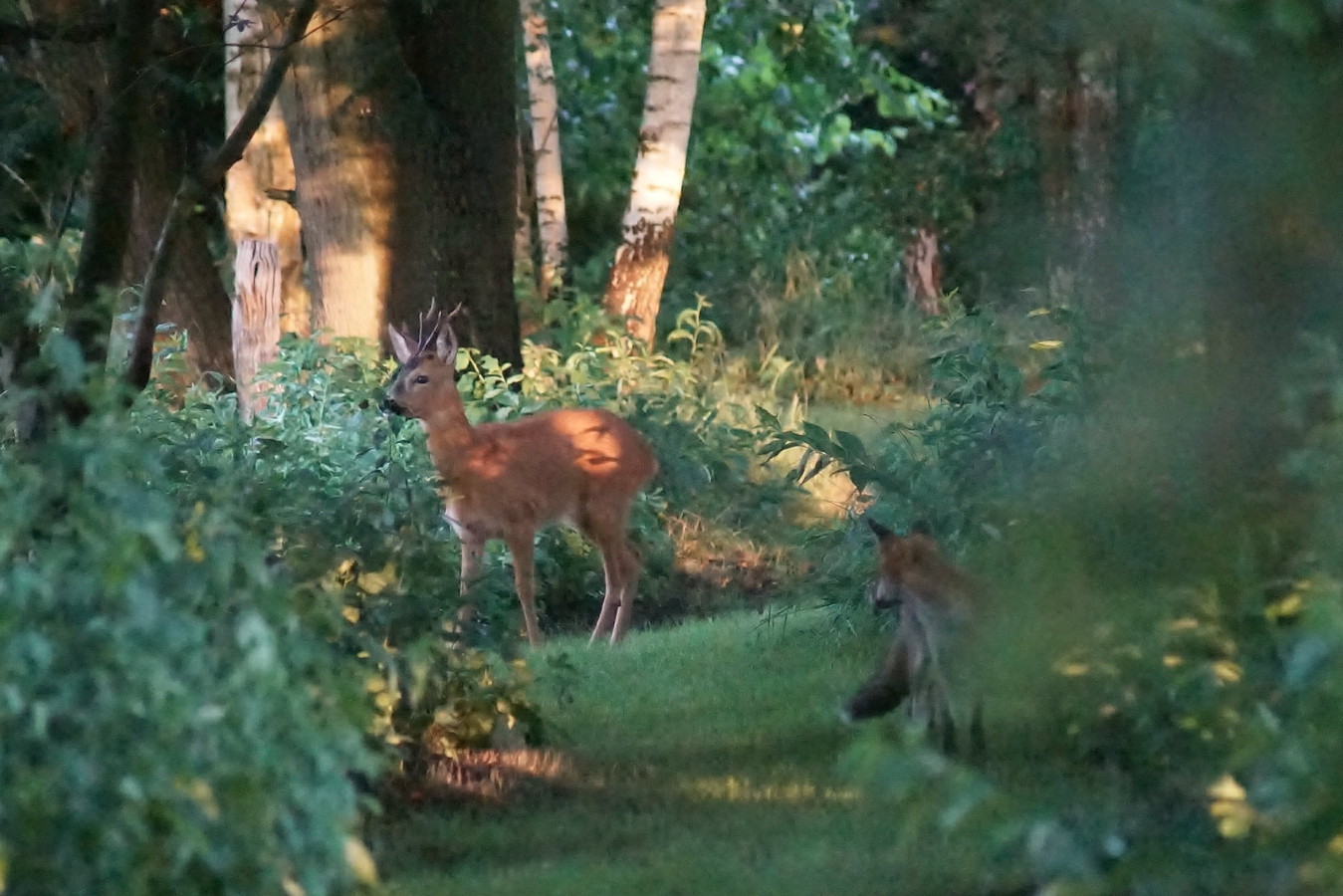 Sprookjesachtig: vos en ree ‘poseren’ samen voor de foto in bos in ...