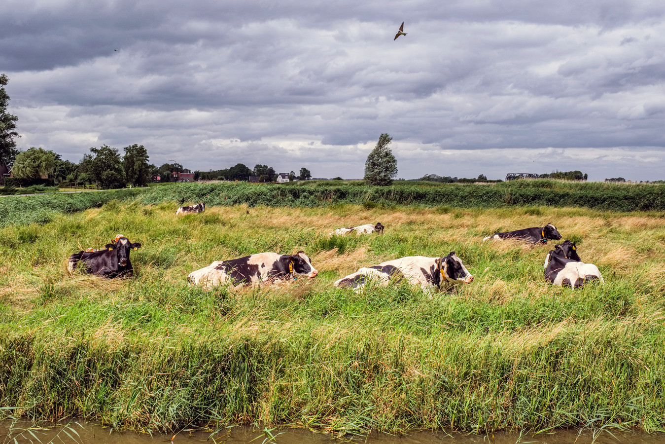 Polders opofferen voor moerasnatuur? Stop deze onzin, zeggen lezers ...