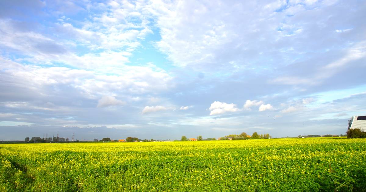MIJN FOTO | Nog even genieten van akkers vol mosterdzaad in 's ...