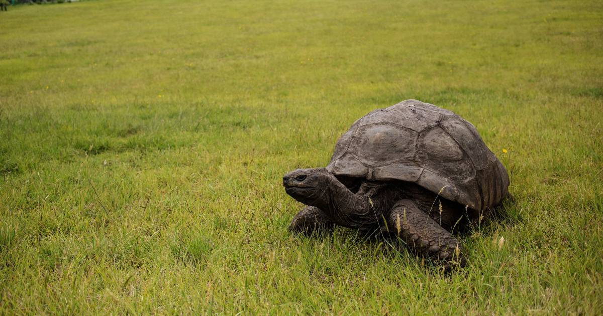 Oudste schildpad ter wereld viert 190e verjaardag | Dieren | hln.be