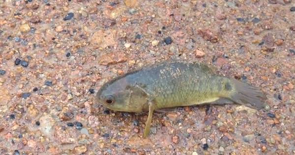 Le poisson qui marchait sur terre et grimpait aux arbres | Ecologie ...