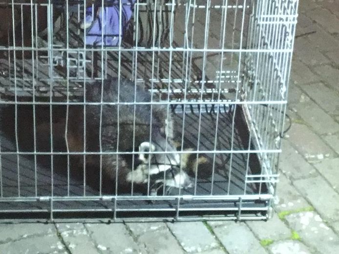 Buurt kan na weken weer rustig slapen: brandweer vangt lawaaierige ...