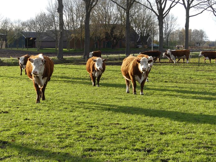 Boer Bas (30) uit Vroomshoop maakt ruim baan voor het ouderwetse ...