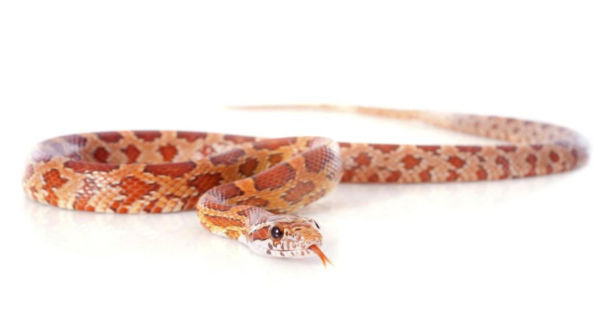 Amsterdamse ziet rattenslang aan voor knuffel | Amsterdam | AD.nl