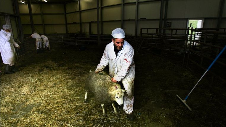 'Als het schaap rechten krijgt, dan ook de rat' | De Volkskrant