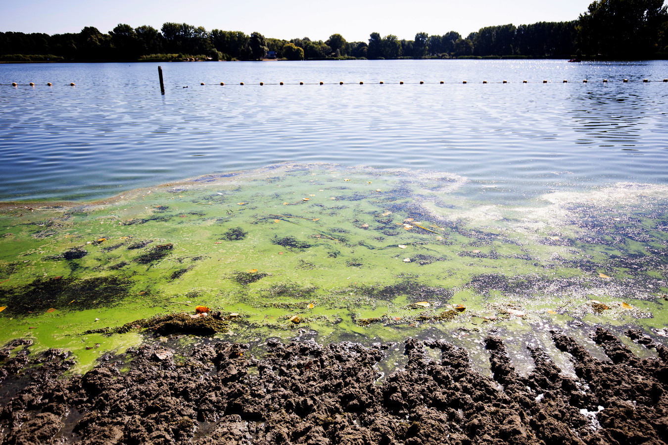 Blauwalgen in populaire zwemplas bij camping Scholtenhof | Foto ...