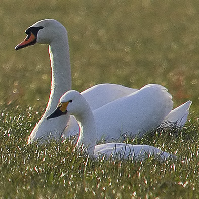 Nek van knobbelzwaan ligt op hakblok: Zuid-Holland wil de dieren weer doodschieten | Foto | AD.nl