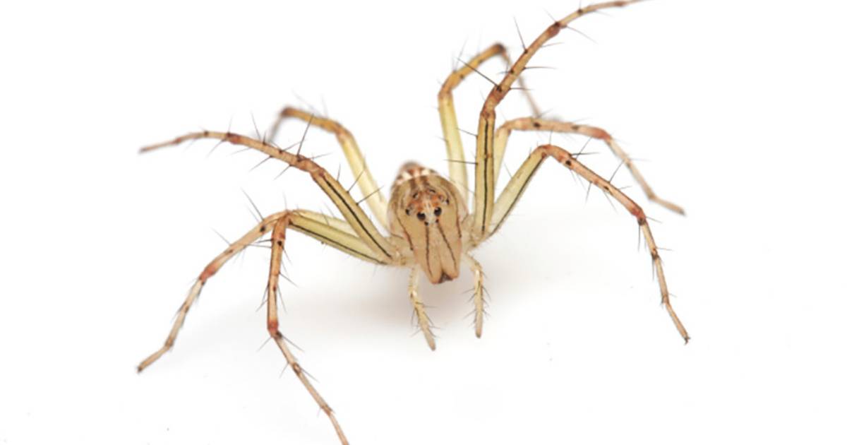 Britse toerist in vliegtuig bijna gedood door vioolspin | Buitenland ...